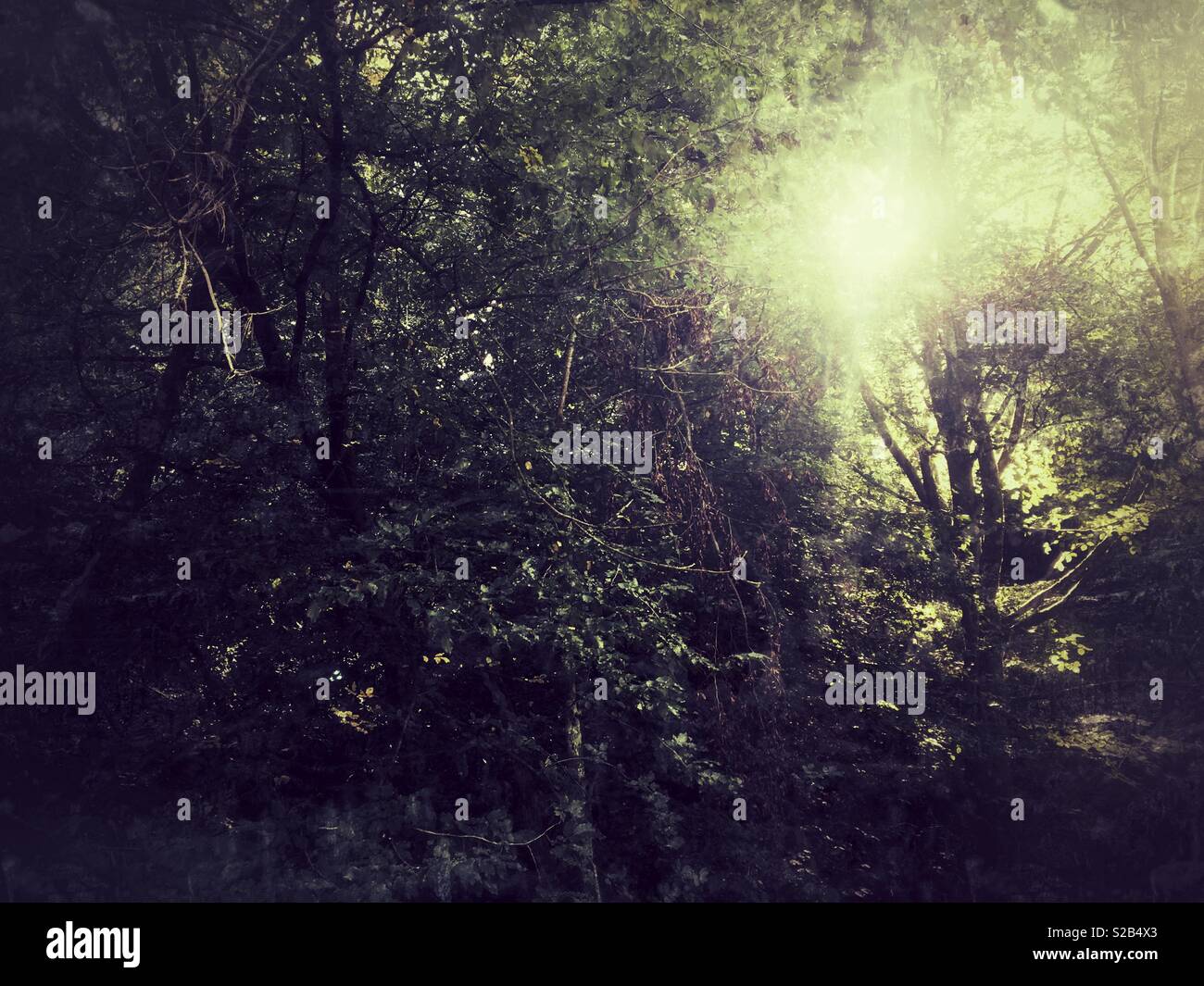 Sun shining through the trees hi-res stock photography and images - Alamy