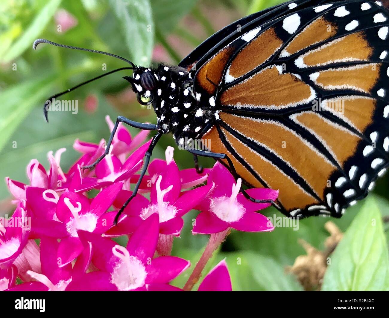 Queen butterfly hi-res stock photography and images - Alamy