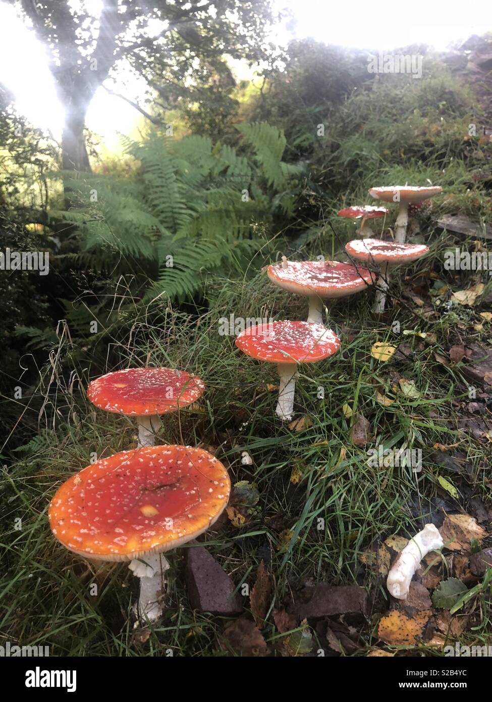 Toad stools hi-res stock photography and images - Alamy