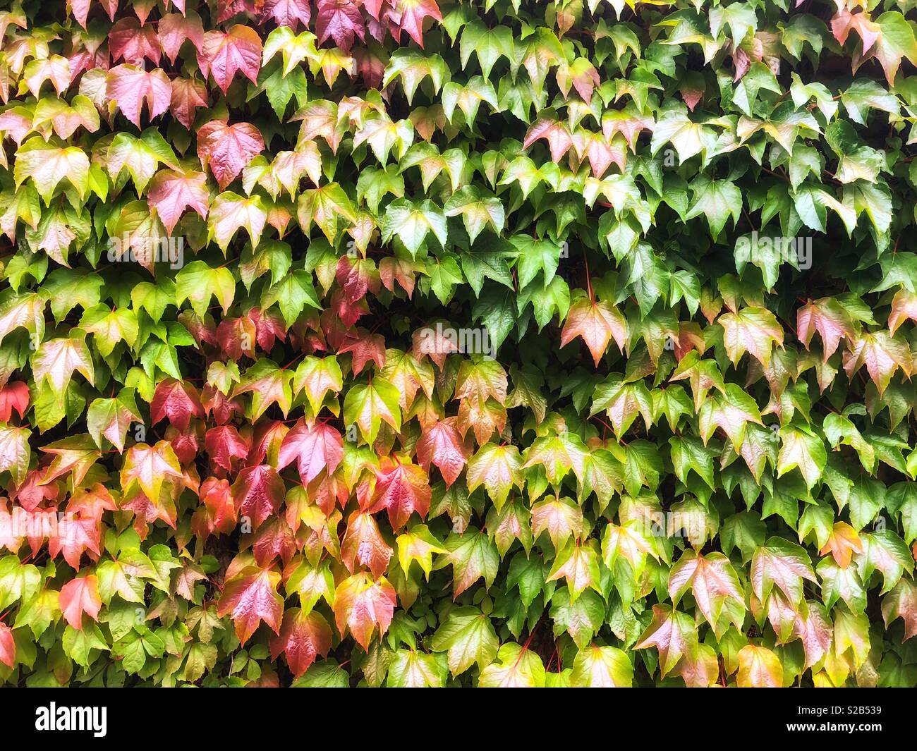 Japanese Creeper, Boston Ivy (parthenocissus tricuspidata Stock Photo ...