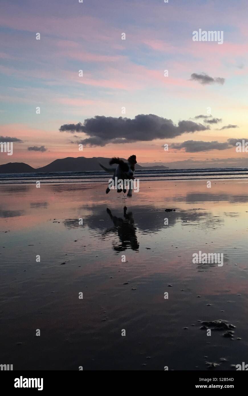 English Springer Spaniel jumping on sandy beach with stunning sunset ...