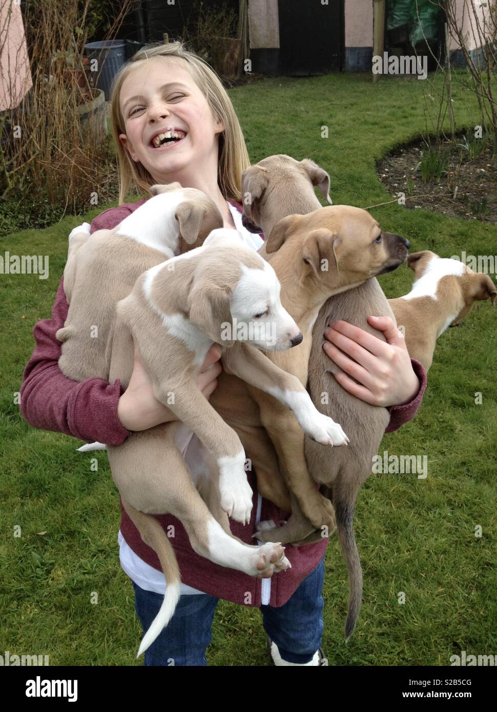 Girl laughing carrying five whippets in her arms Stock Photo - Alamy