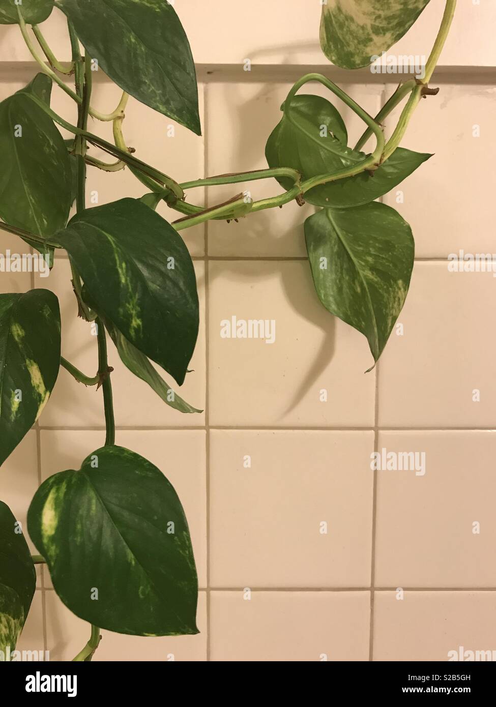Pothos leaves in front of tile wall Stock Photo - Alamy