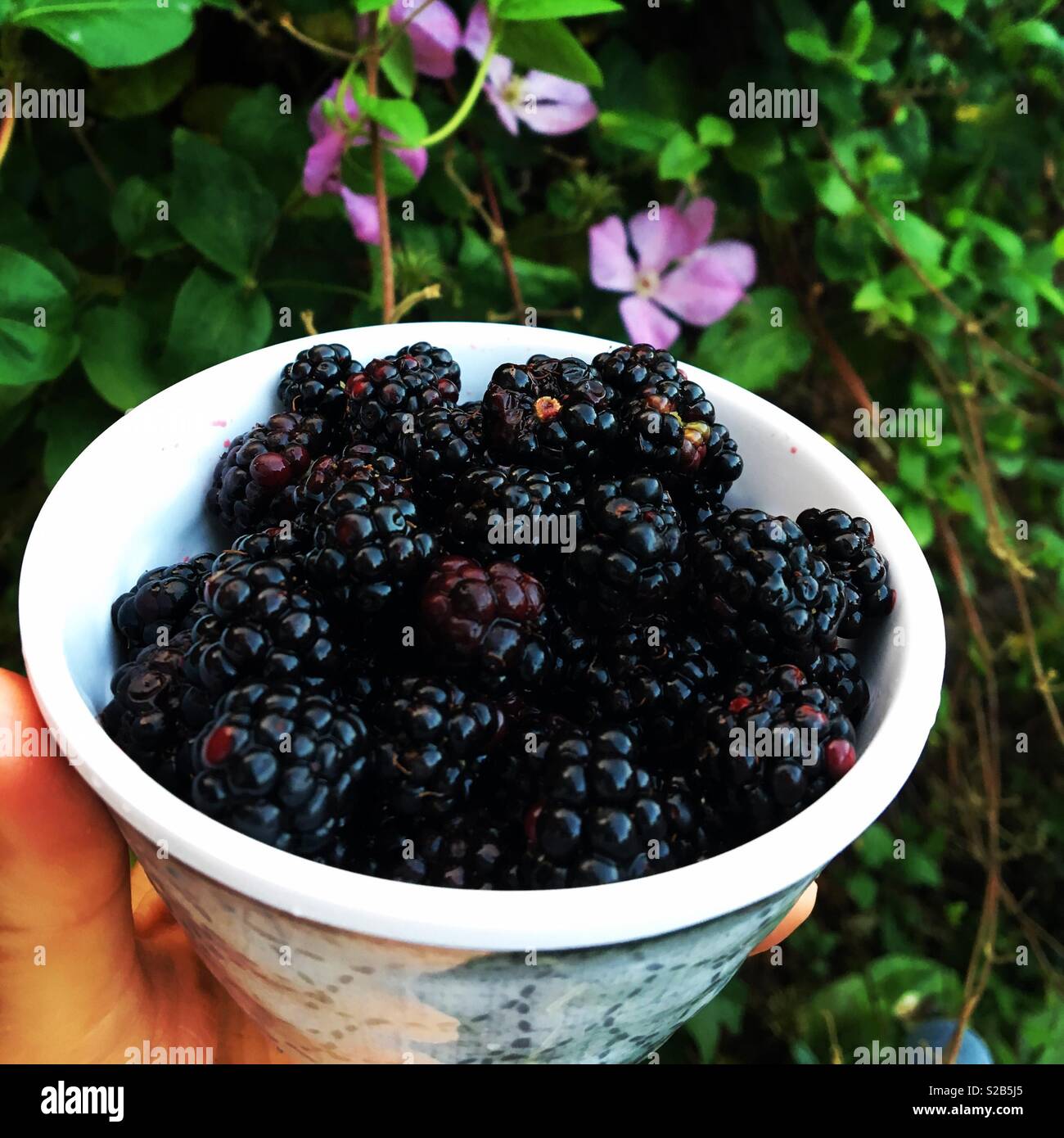 Hedgerow autumn blackberries hi-res stock photography and images - Alamy