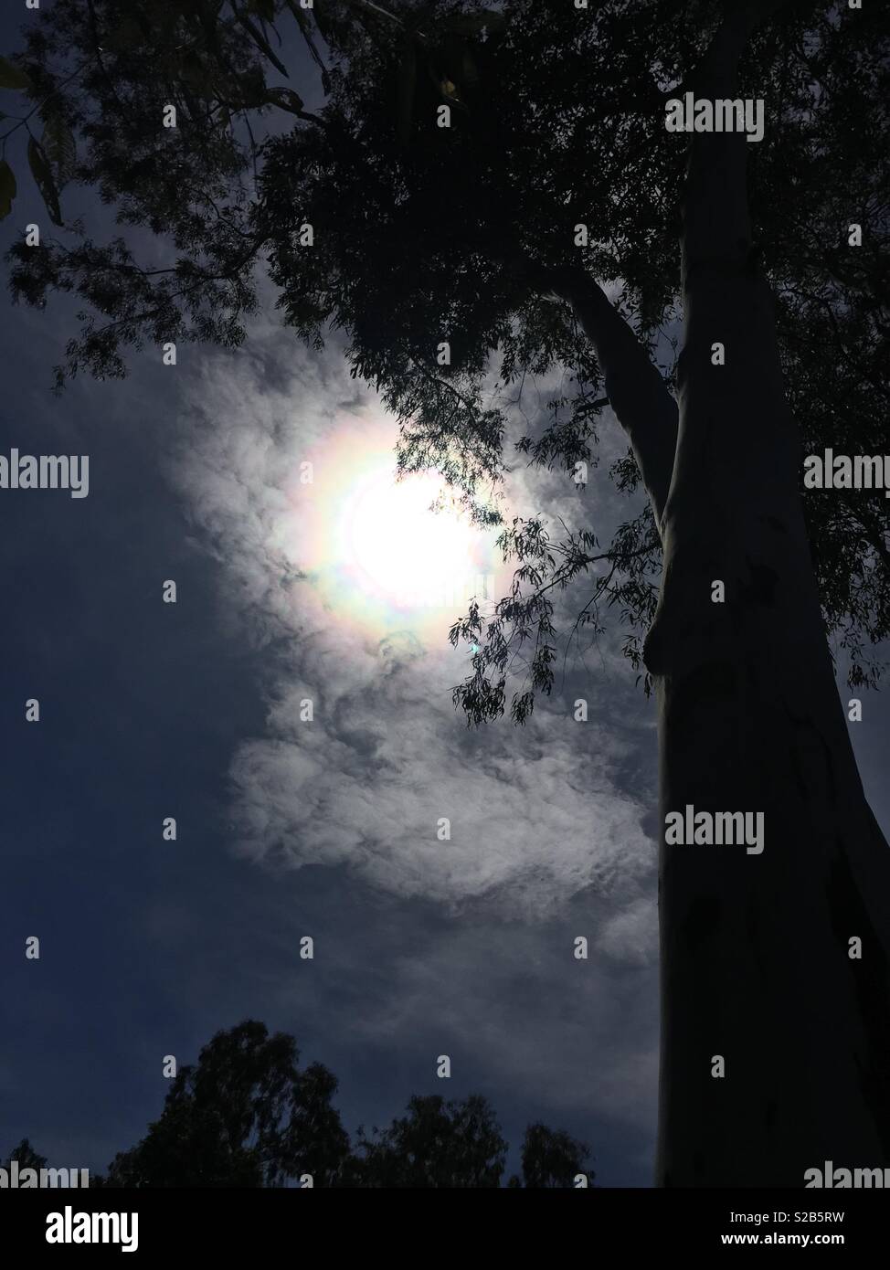 Tree shadow under the extreme sun Stock Photo - Alamy