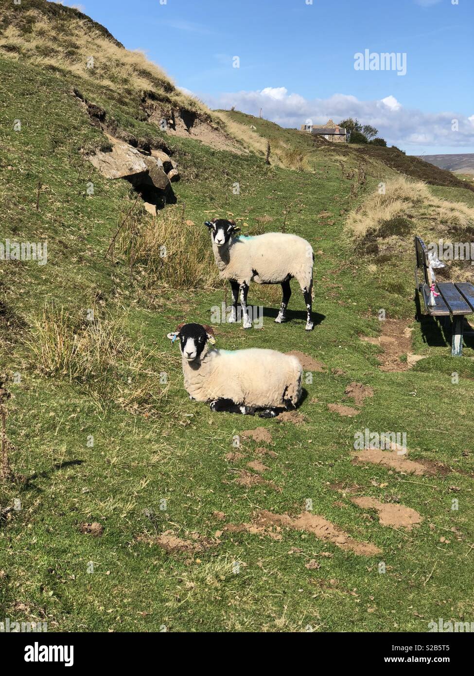Sheepish hi-res stock photography and images - Alamy