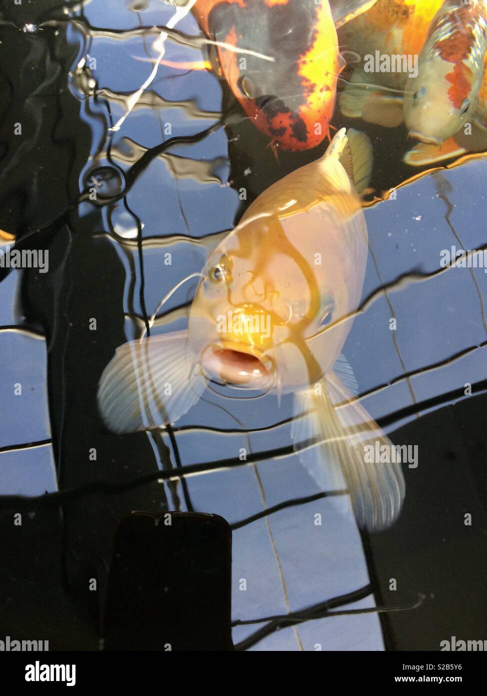 Japanese swimming pool hi-res stock photography and images - Alamy