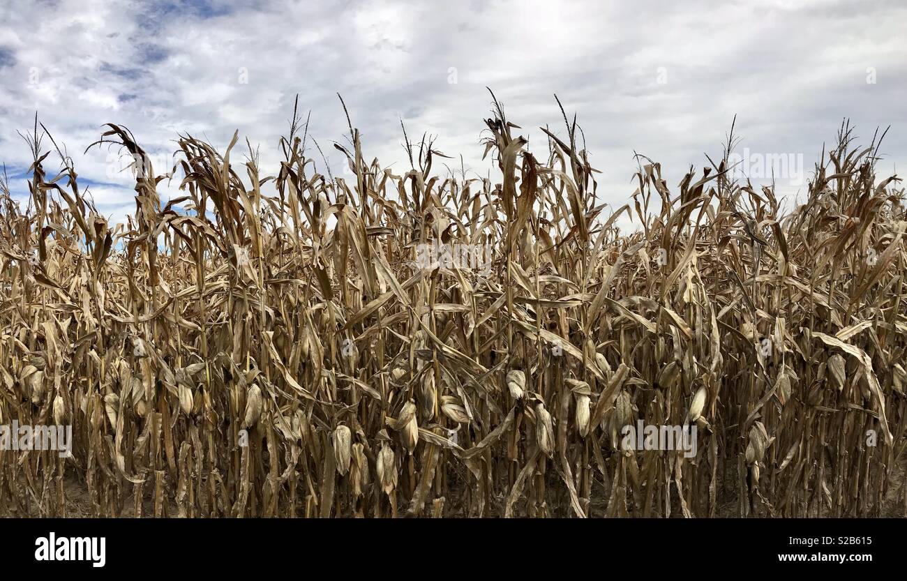 Corn field midwest harvest hi-res stock photography and images - Alamy
