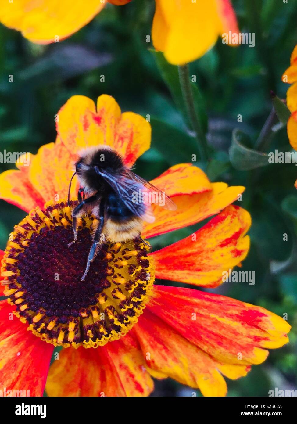 Bumblebee on a flower Stock Photo - Alamy