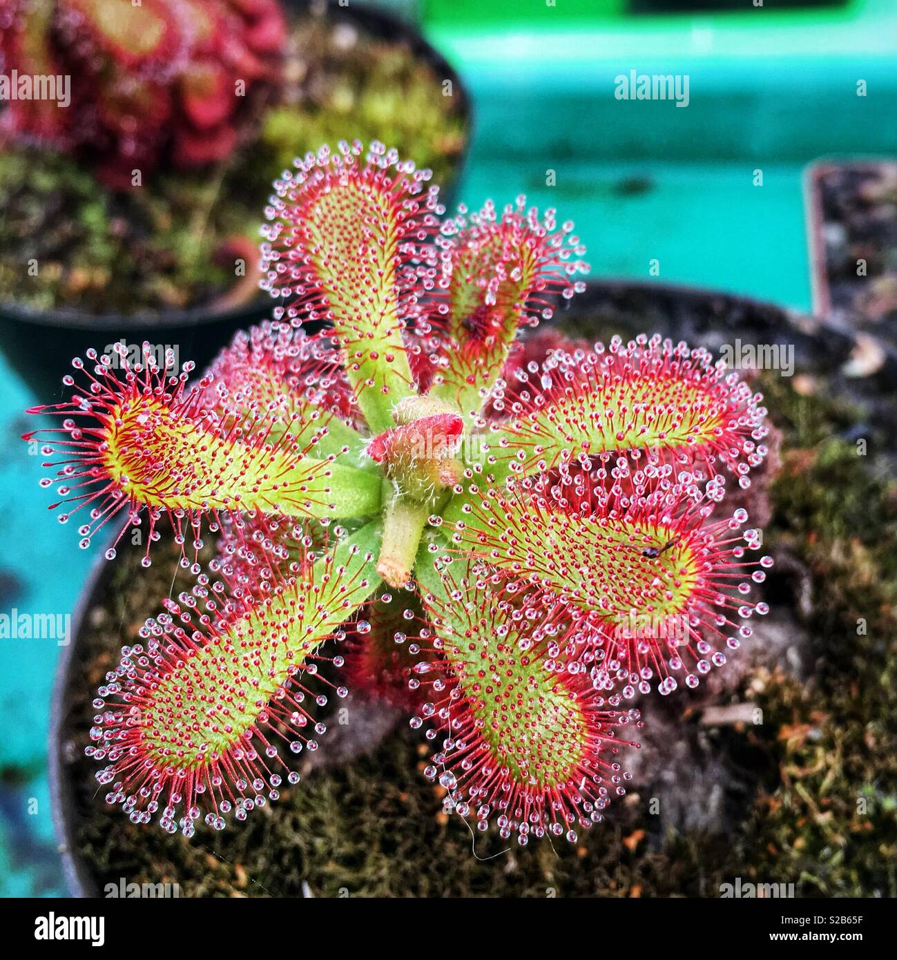 Carnivorous sundew native to South Africa Stock Photo - Alamy