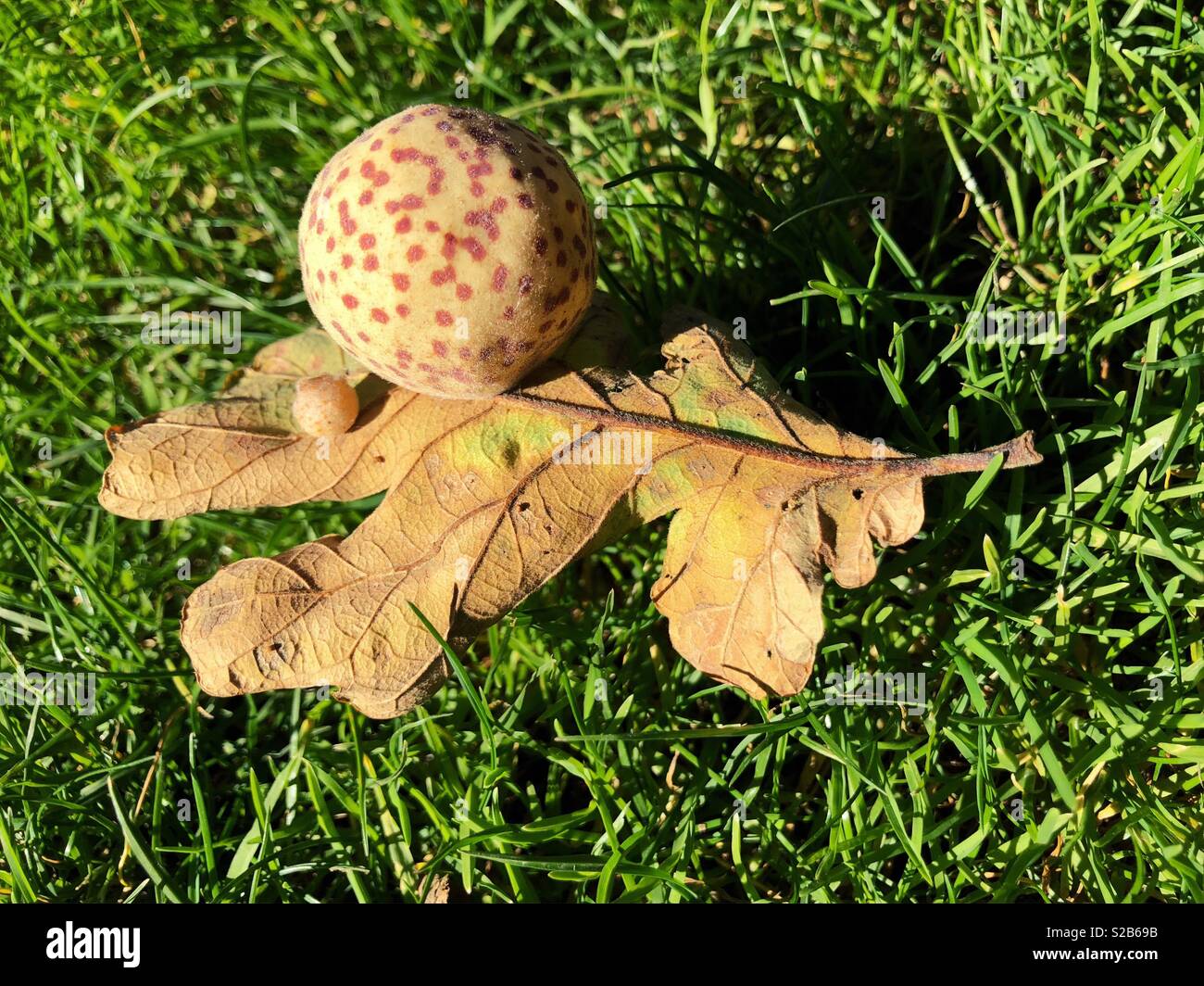 Oak gall hi-res stock photography and images - Alamy