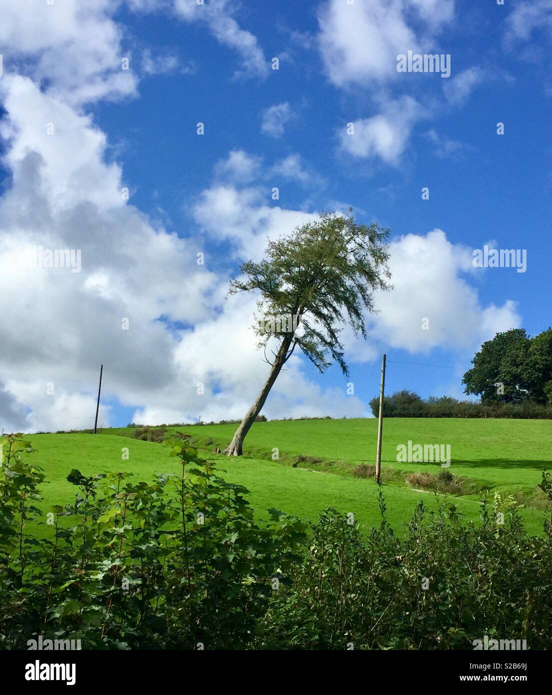 Falling tree hi-res stock photography and images - Alamy