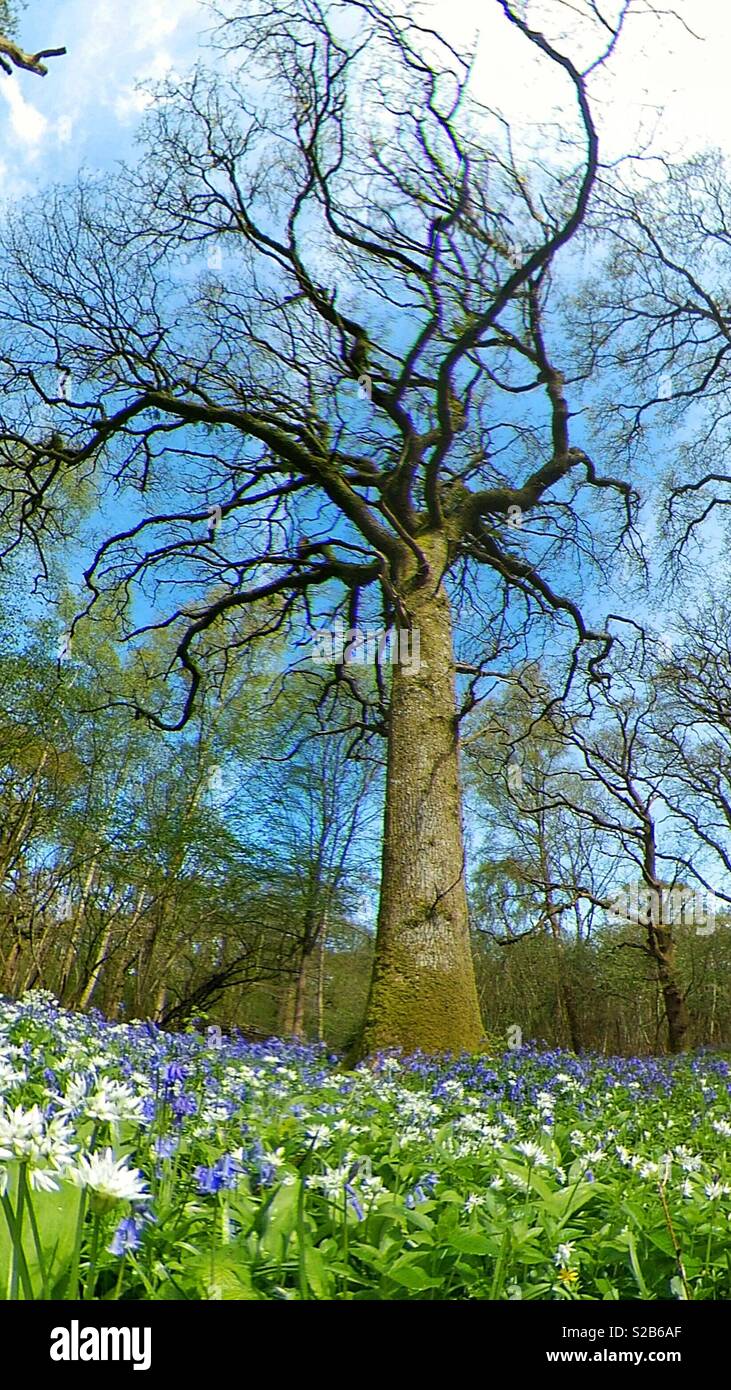 Bluebells and Ramson flowers under dead oak tree Stock Photo - Alamy
