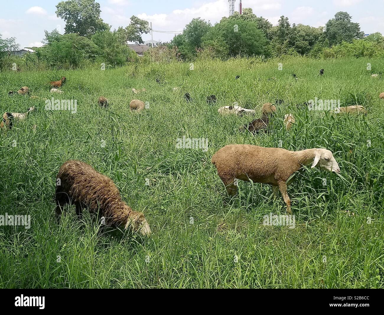 Goats foraging for food Stock Photo - Alamy