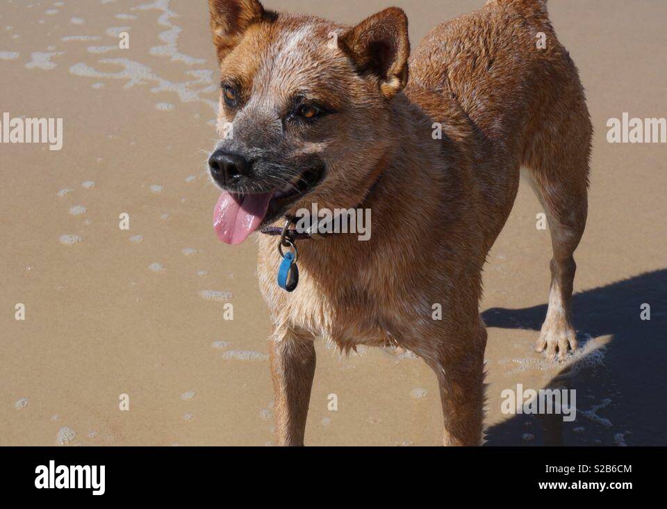 Australian Red Cattle Dog at the beach in summer Stock Photo - Alamy