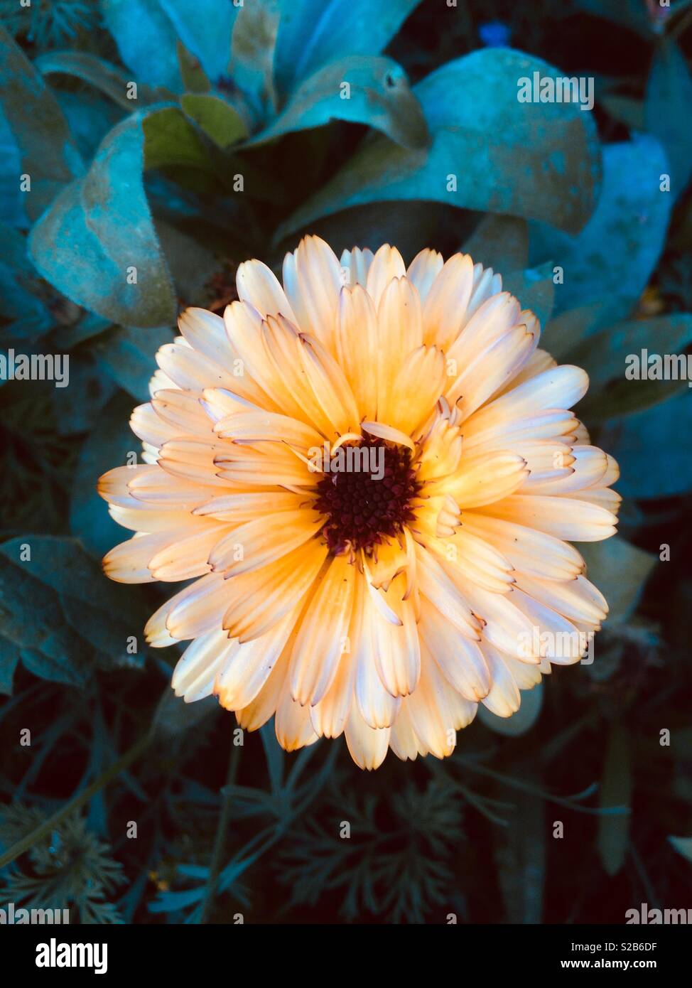 Planting garden marigold hi-res stock photography and images - Alamy