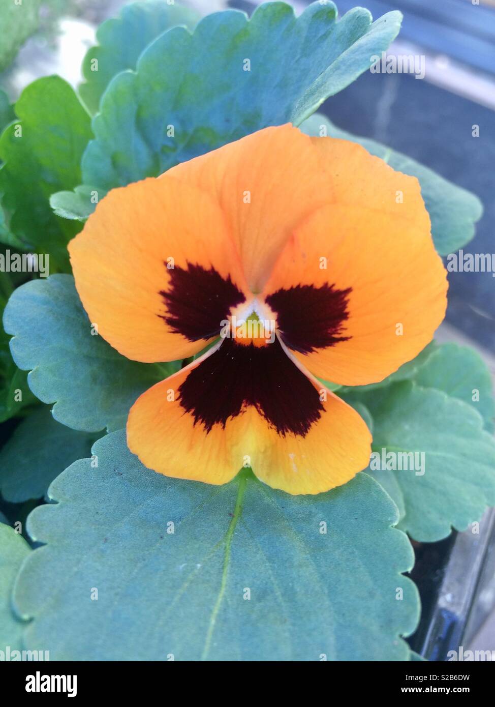 Single pansy with leaf hi-res stock photography and images - Alamy