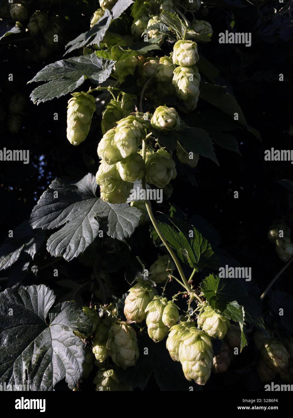 Hedgerow hops hi-res stock photography and images - Alamy
