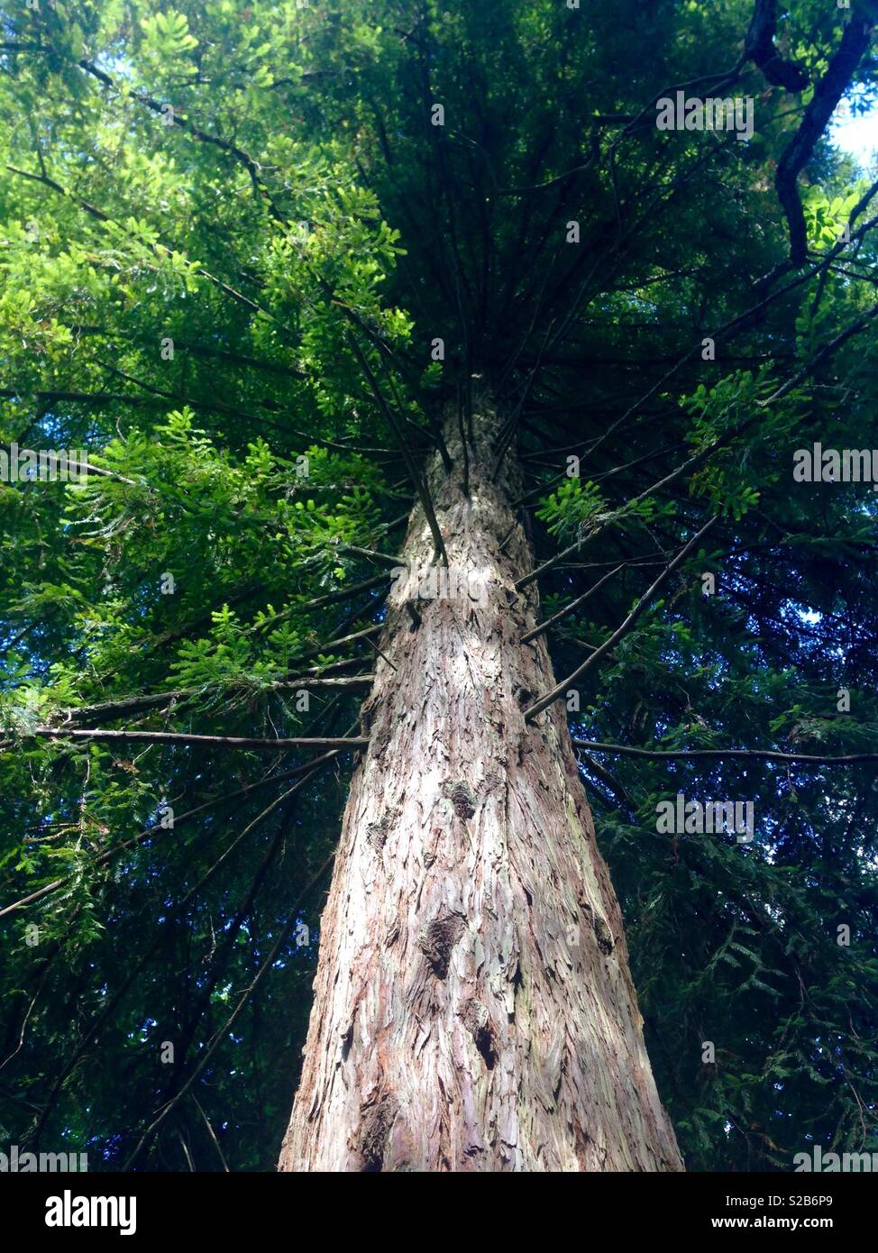 Tall nature hi-res stock photography and images - Alamy