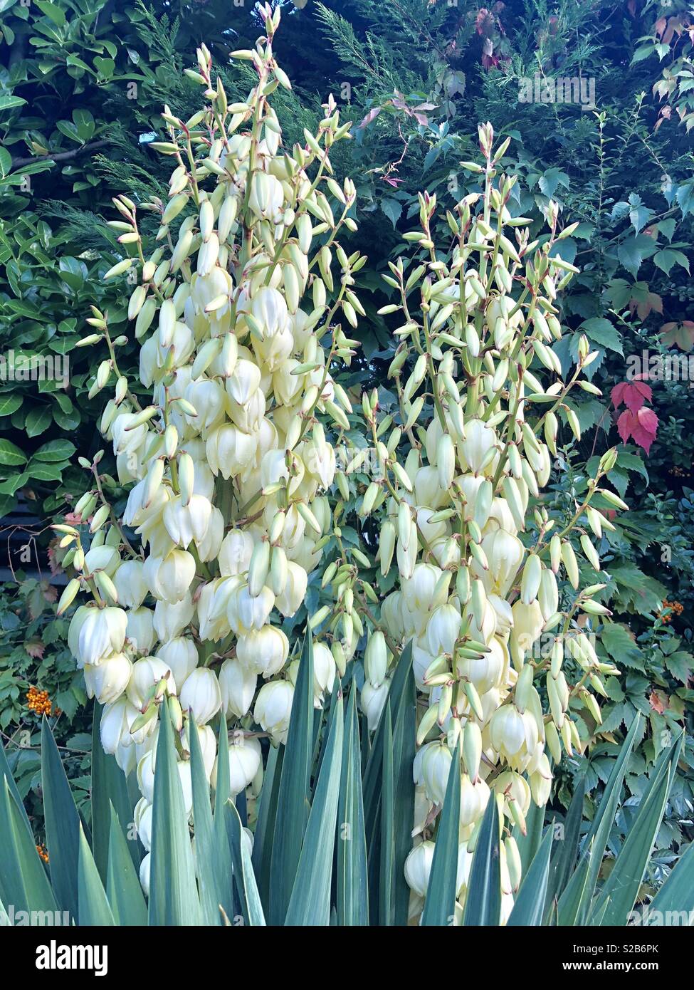 Yucca flowers hi-res stock photography and images - Alamy
