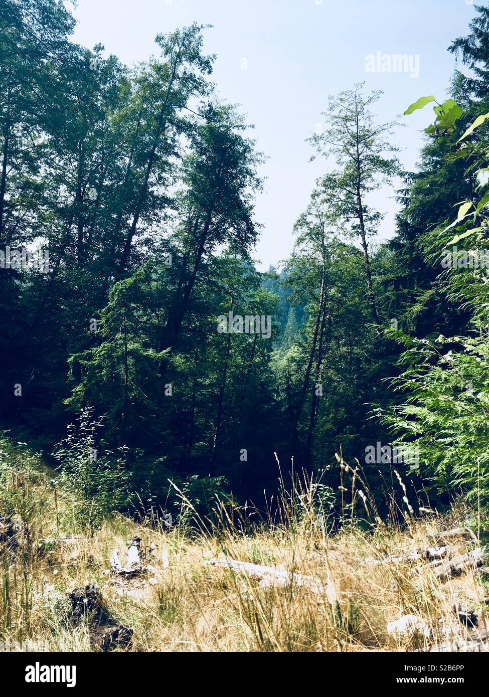Calm grass and trees hi-res stock photography and images - Alamy