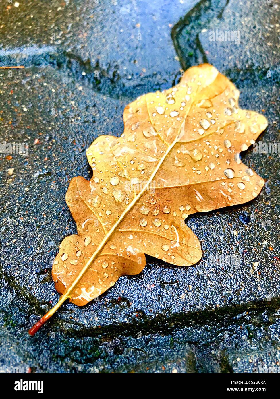 fallen oak leaf with raindrops Stock Photo - Alamy