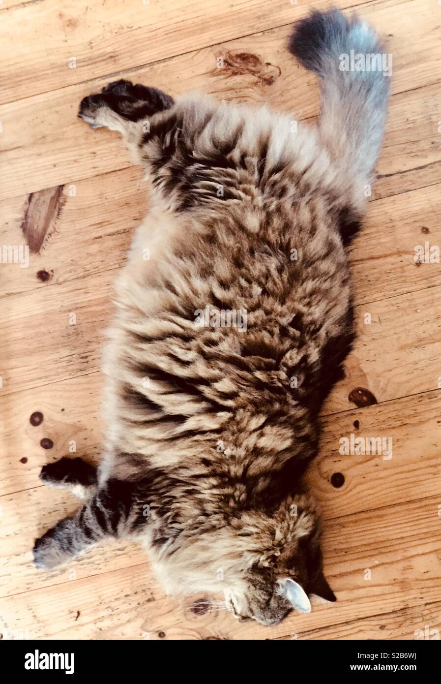 Fluffy cat laying on the floor Stock Photo - Alamy