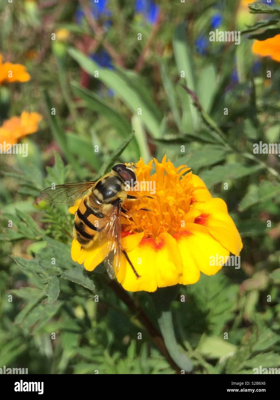 Hover bee hi-res stock photography and images - Alamy