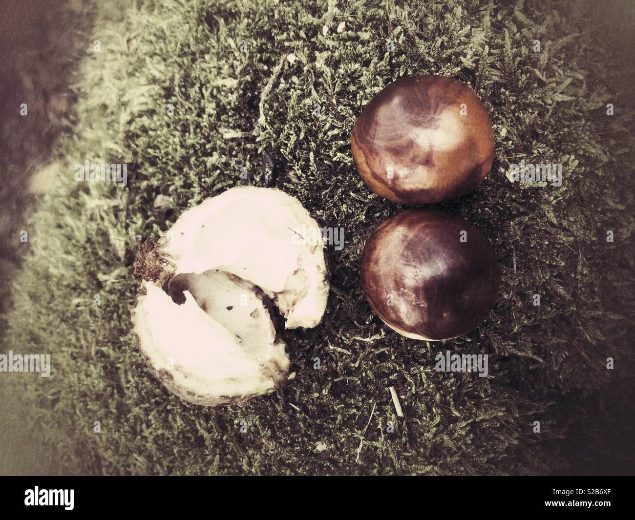 Two conkers next to the casing on a mossy wall Stock Photo - Alamy