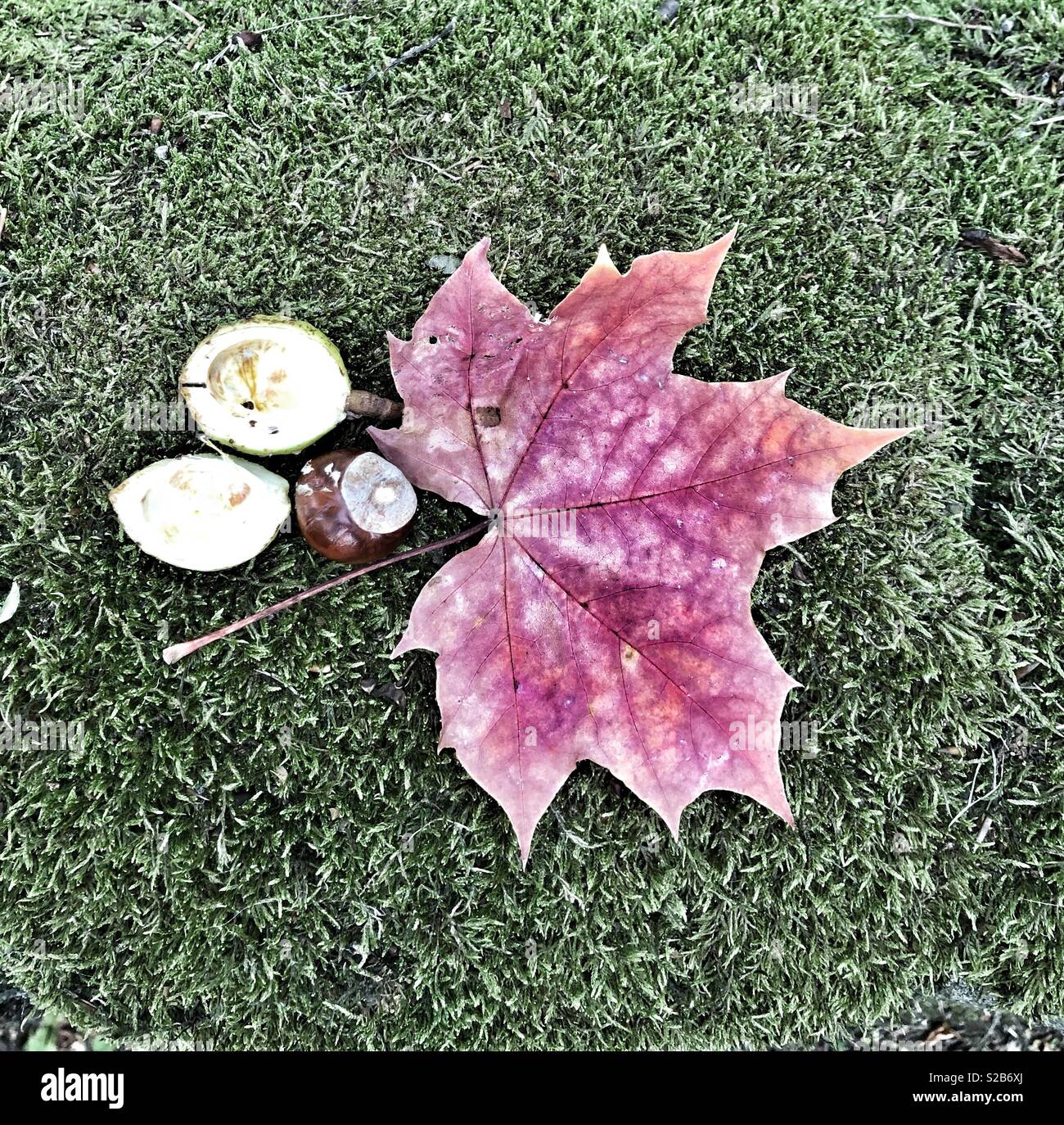 Red conker hi-res stock photography and images - Alamy
