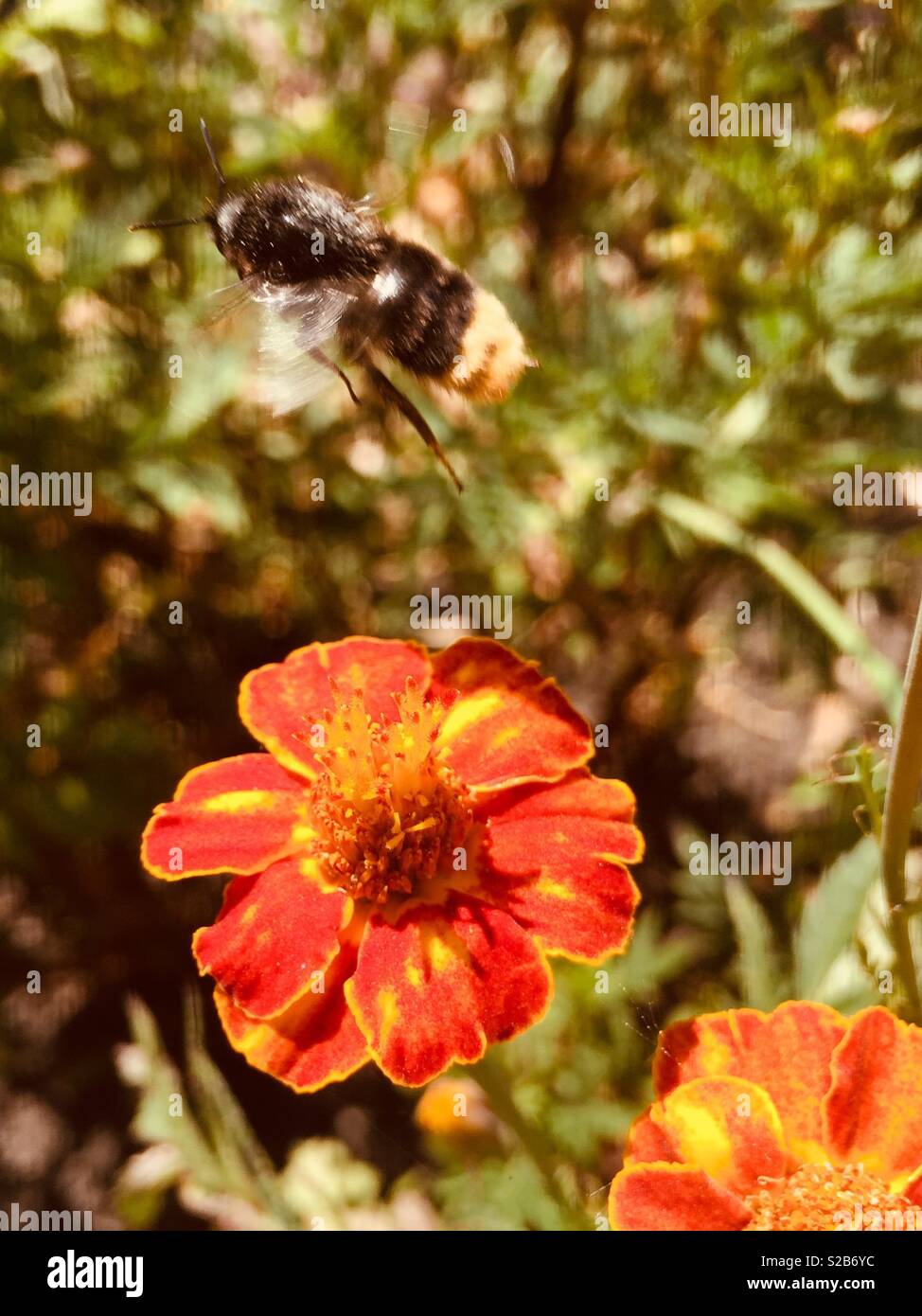 Bumblebee in flight Stock Photo - Alamy