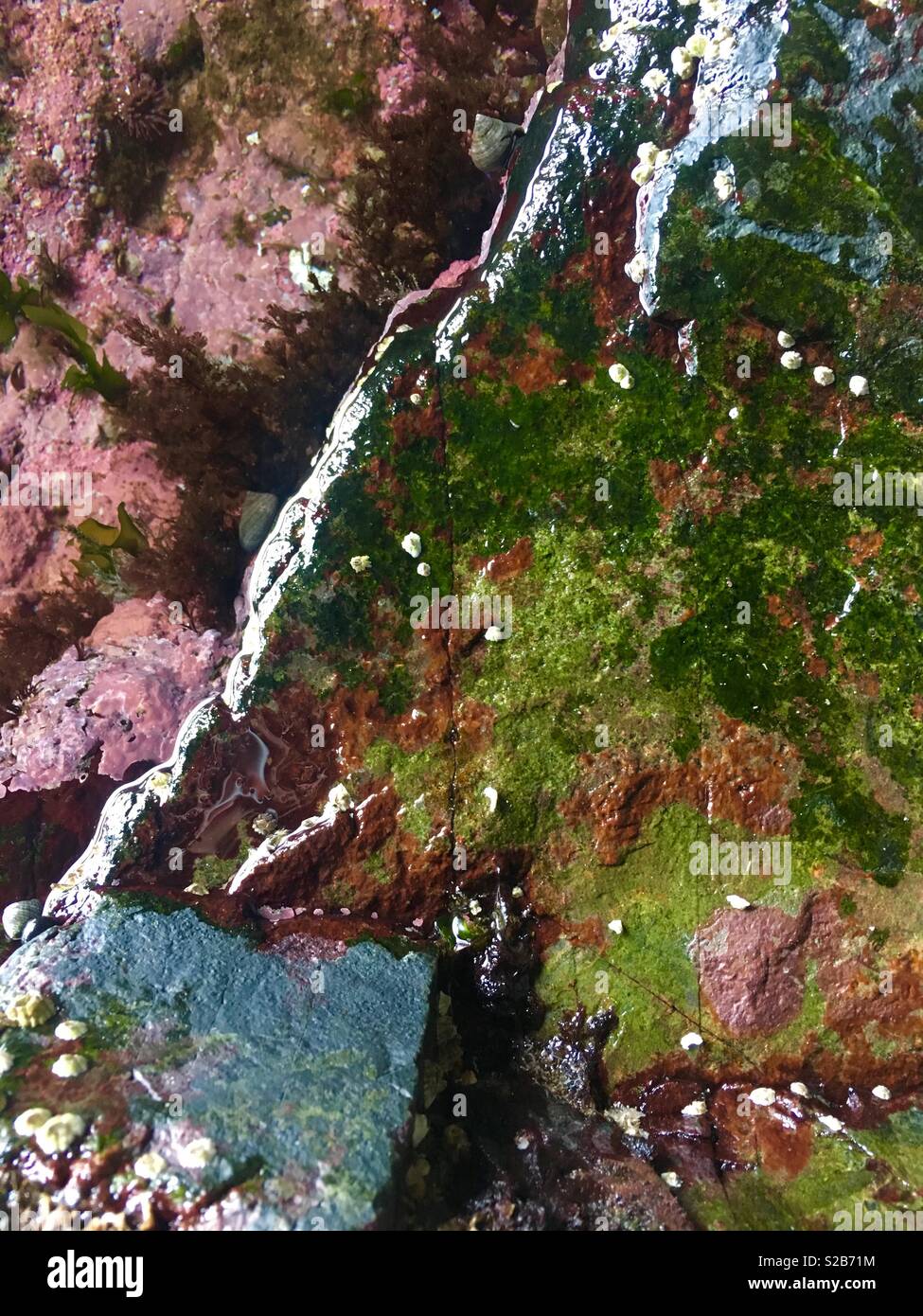 Tide pool colors Stock Photo - Alamy