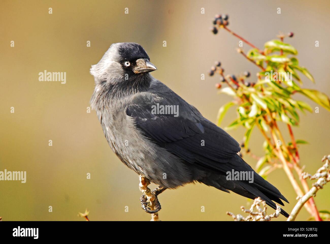Jackdaw birds hi-res stock photography and images - Alamy