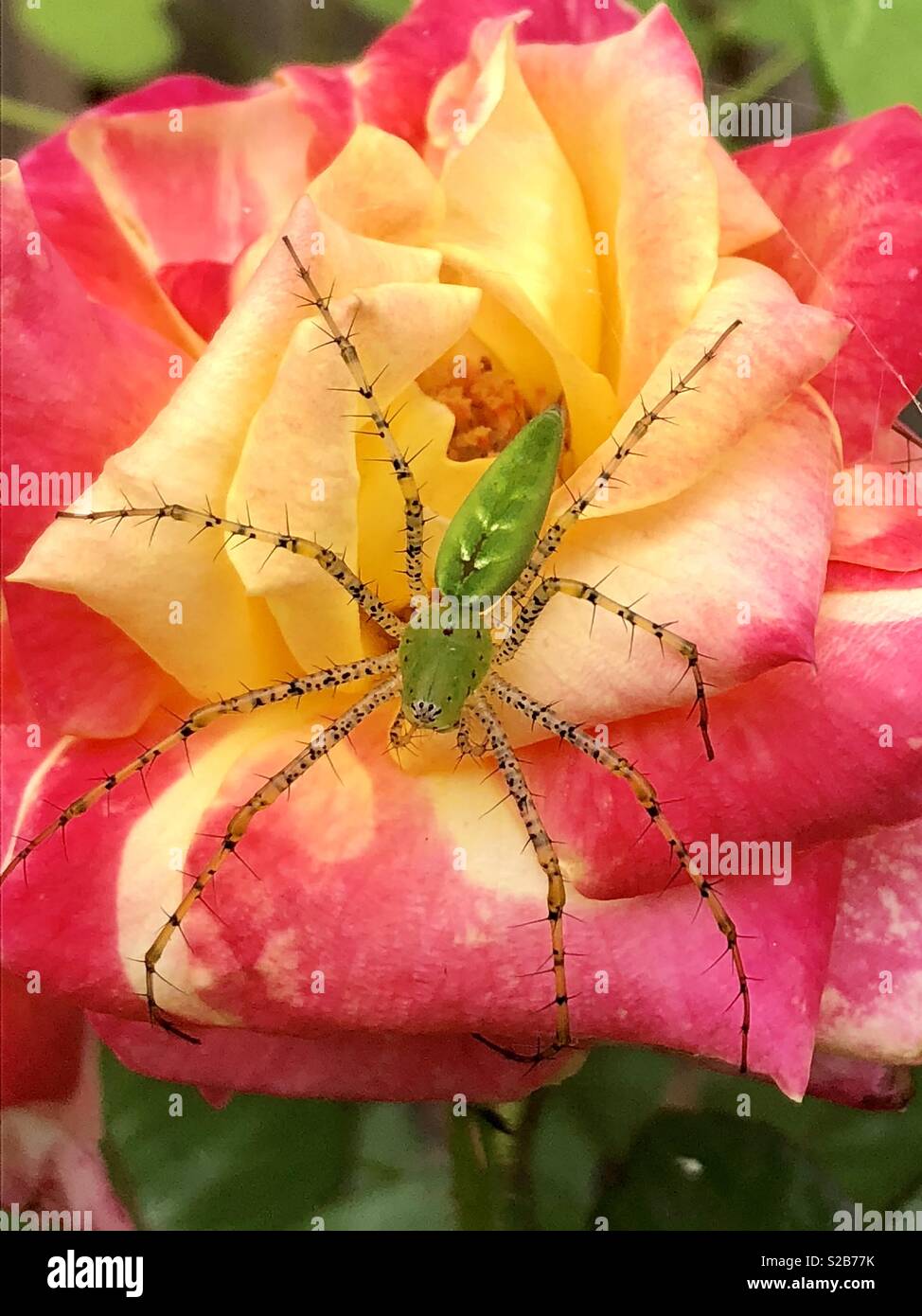 Green lynx spider on a rose Stock Photo - Alamy
