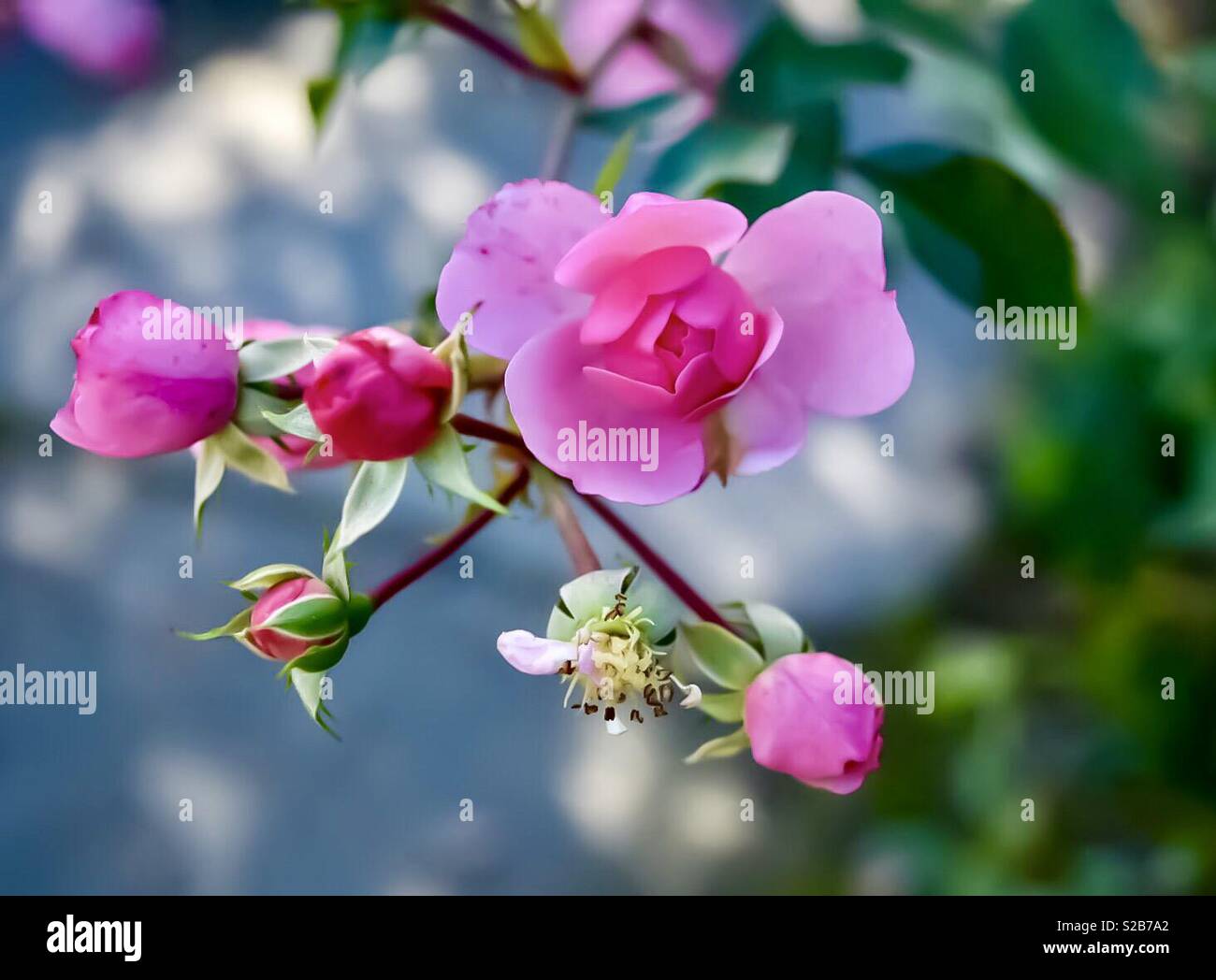 The last roses hi-res stock photography and images - Alamy