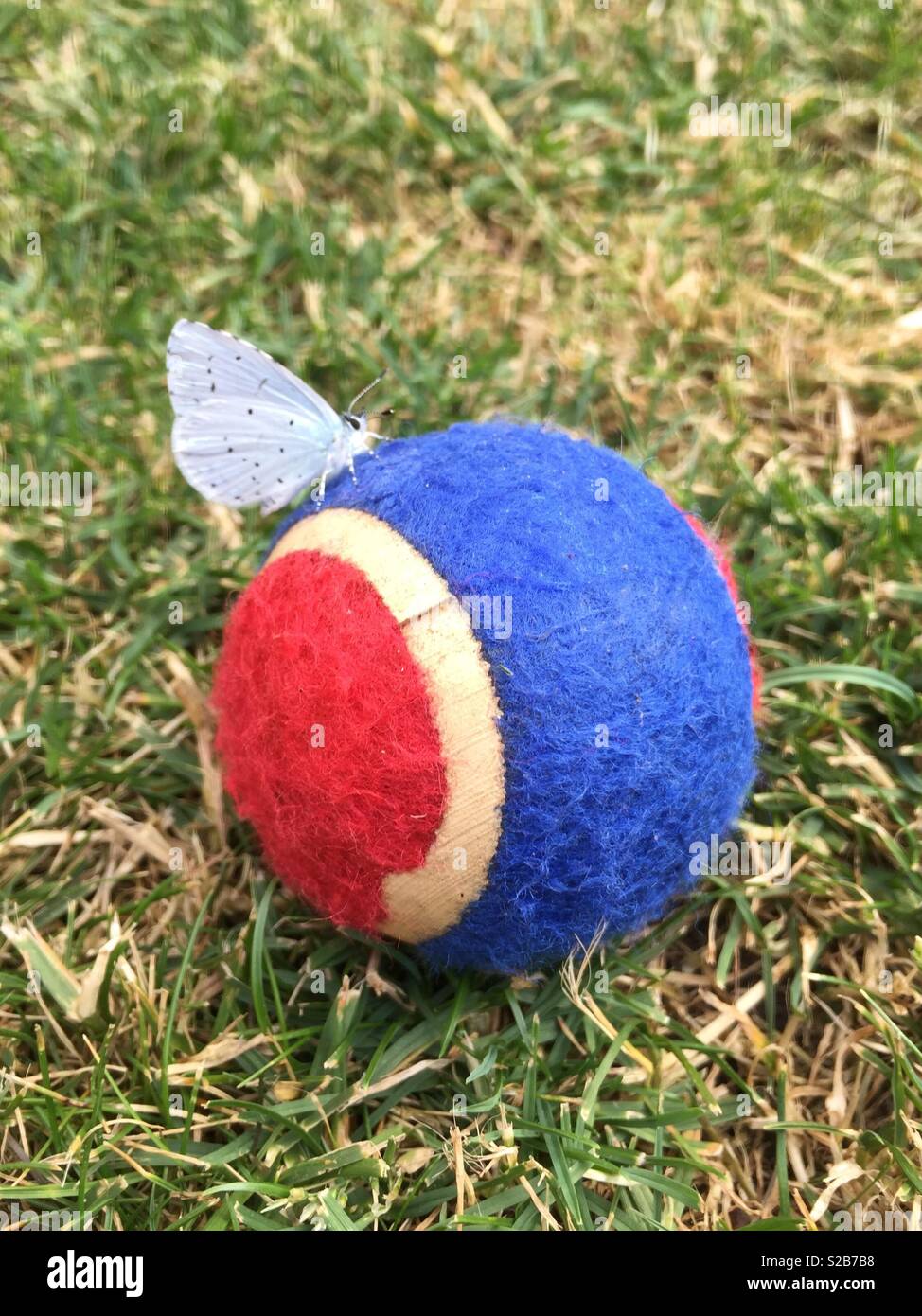 Butterfly on ball Stock Photo - Alamy