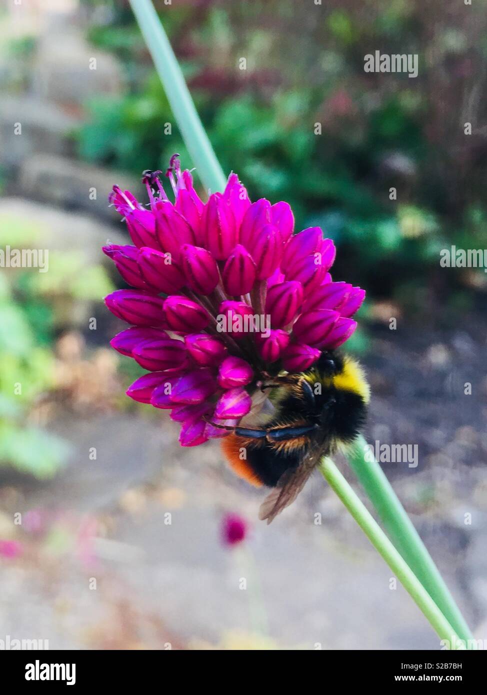 Bumblebee on flower Stock Photo - Alamy