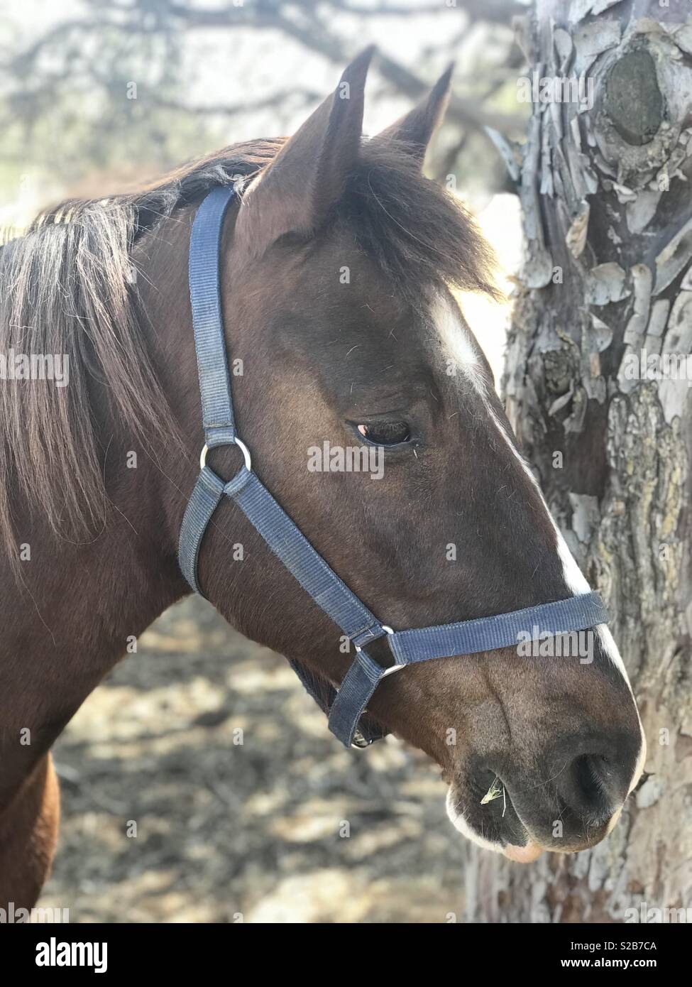 Horse face hi-res stock photography and images - Alamy