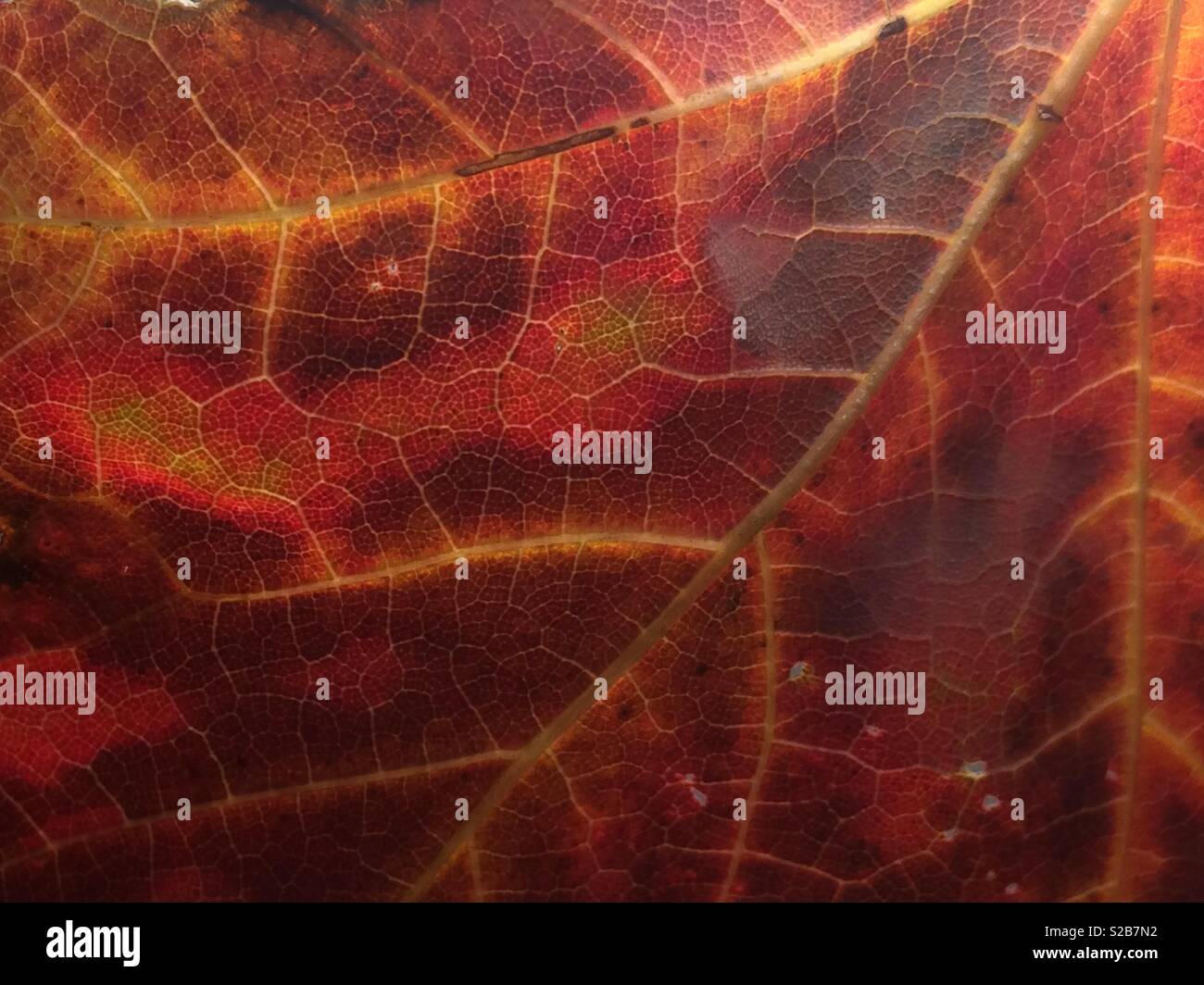 Veins of an autumn maple leaf Stock Photo - Alamy