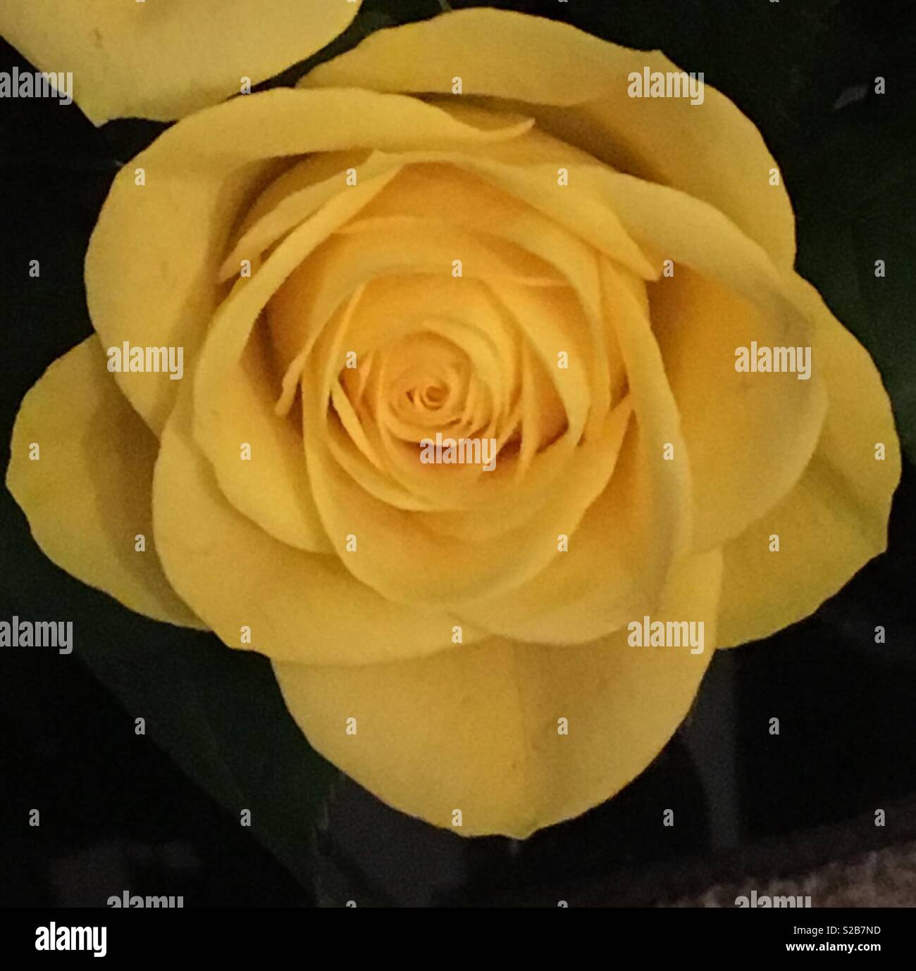 Pretty yellow petals hi-res stock photography and images - Alamy