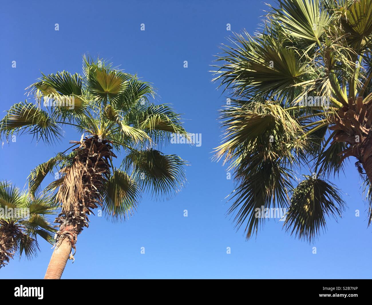 Dubai palm trees hi-res stock photography and images - Alamy
