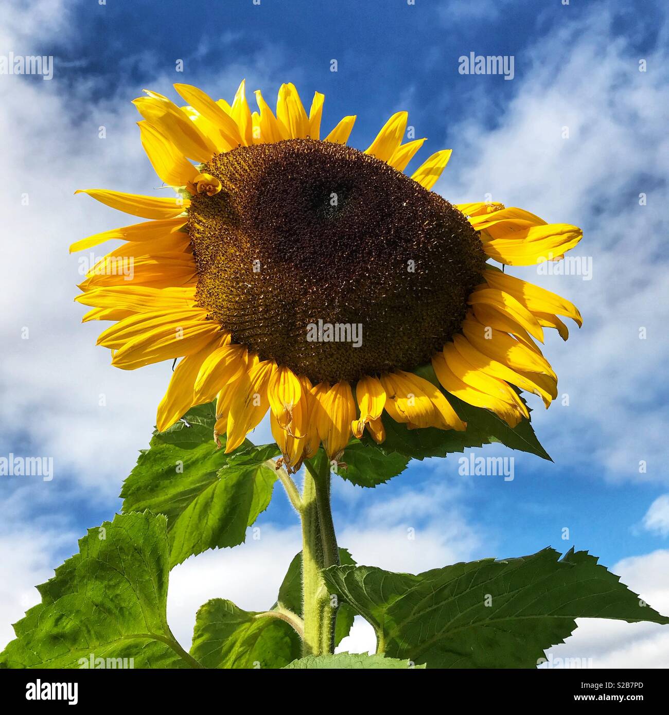 Sunflower in the September sunshine UK Stock Photo - Alamy