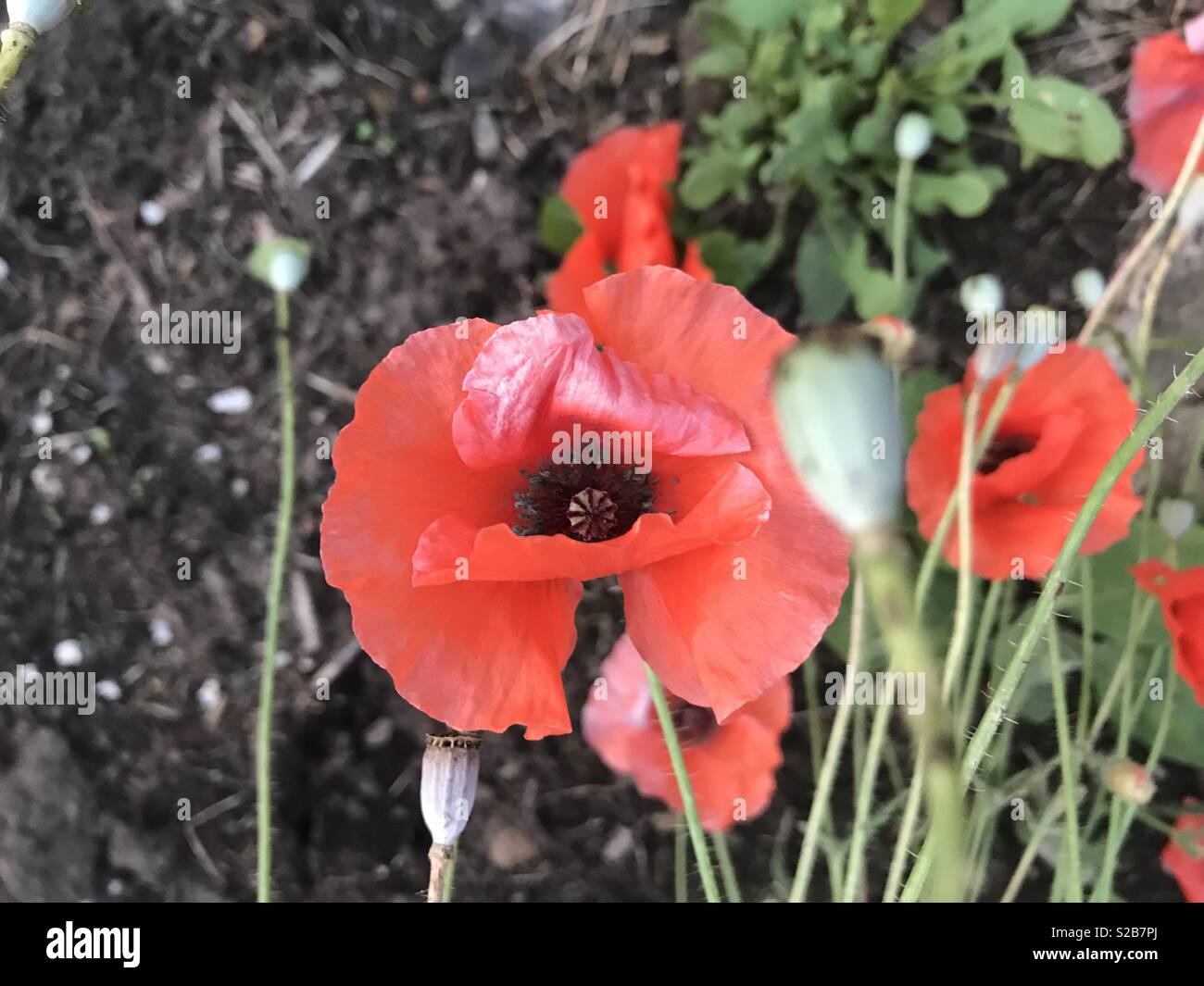 In focus poppy Stock Photo - Alamy