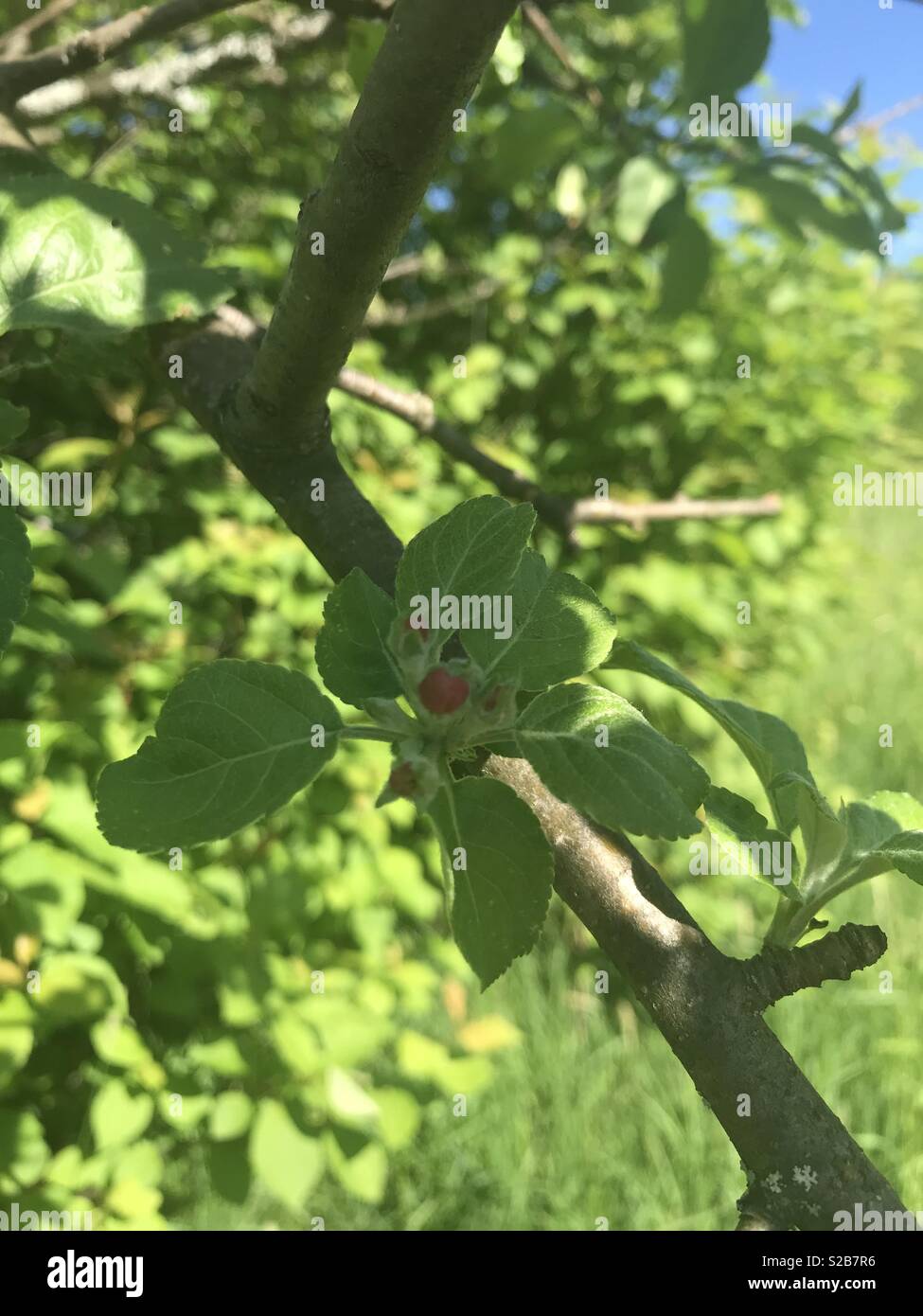 An Apple just starting on the tree Stock Photo - Alamy