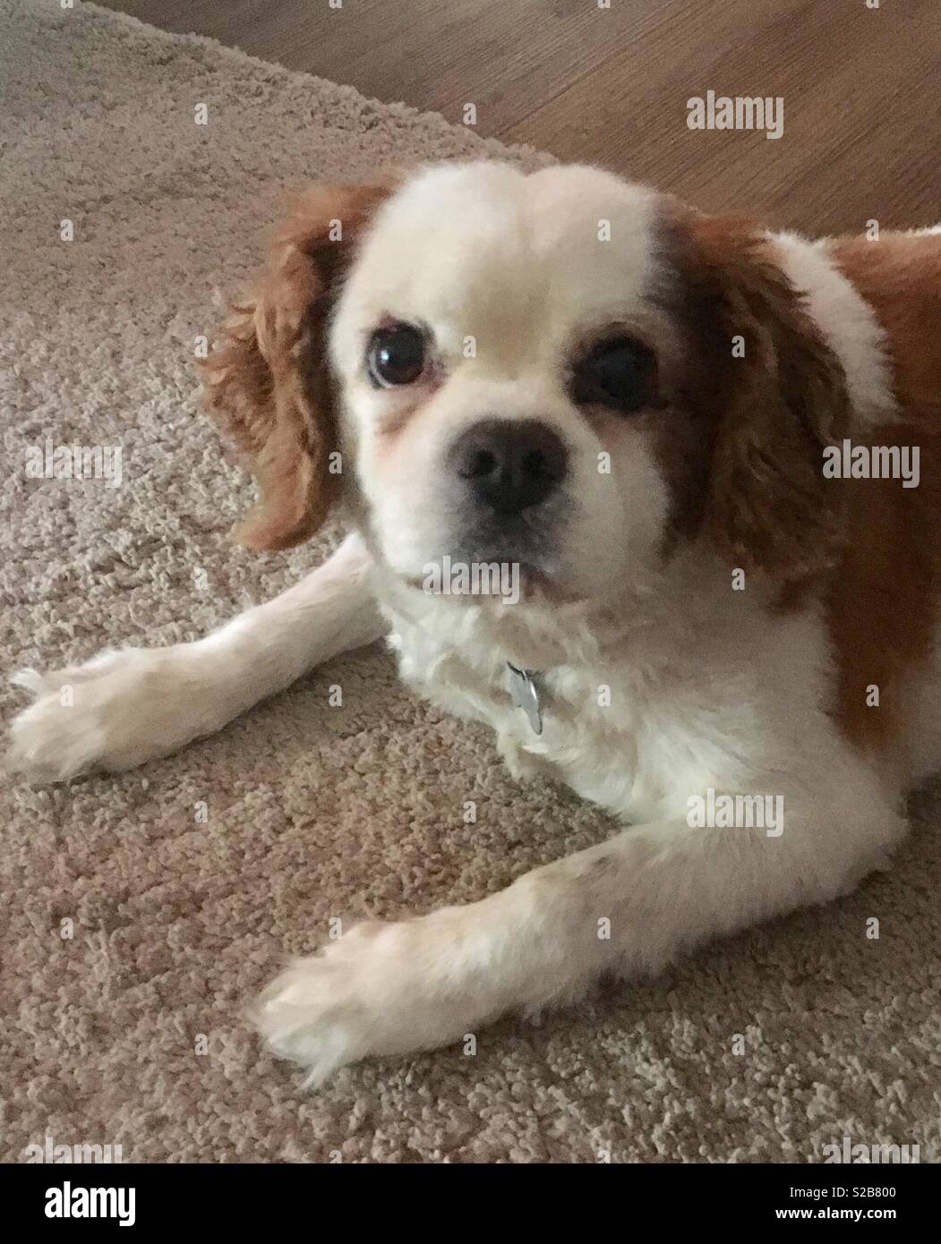 Cute Old Cavalier King Charles Spaniel Dog Stock Photo - Alamy