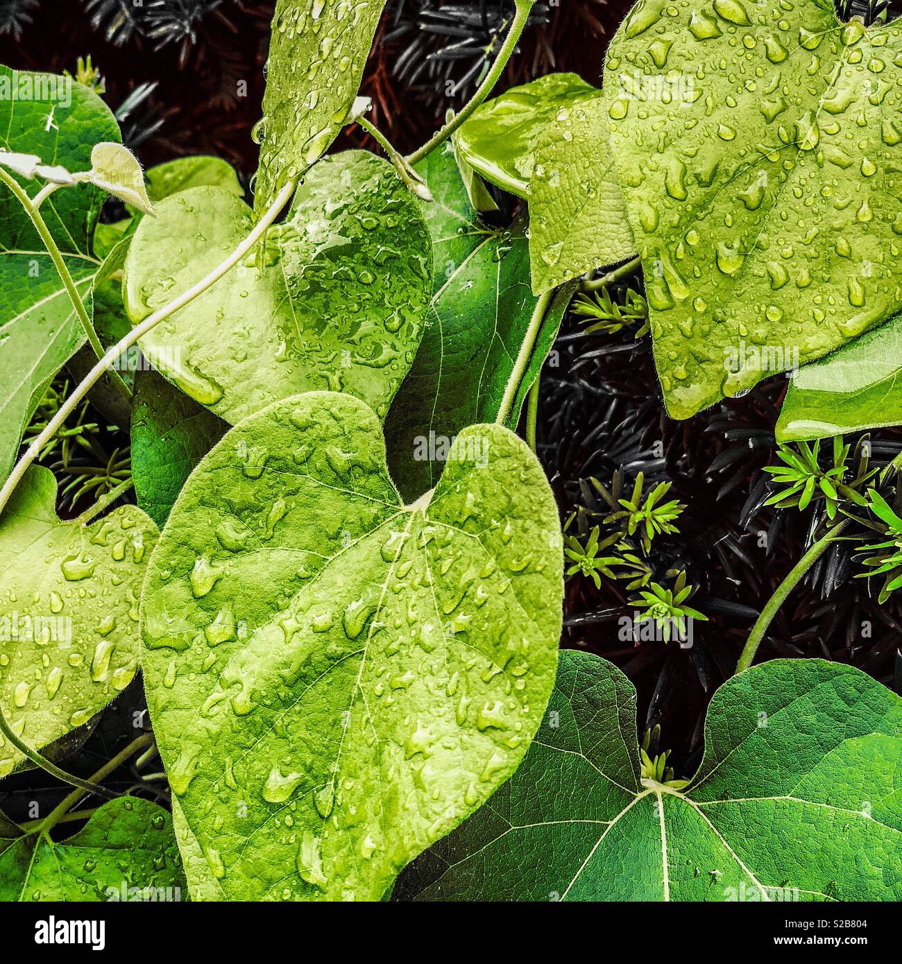Wet vines hi-res stock photography and images - Alamy
