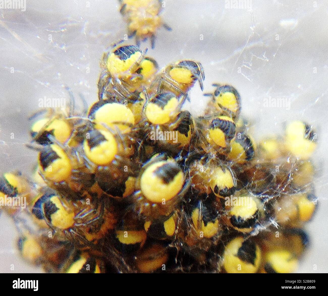 Garden spiderlings huddled together for protection Stock Photo - Alamy