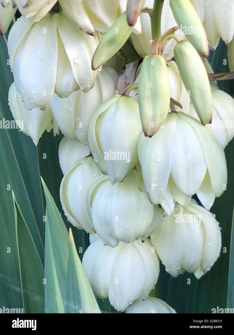 Yucca flowers hi-res stock photography and images - Alamy