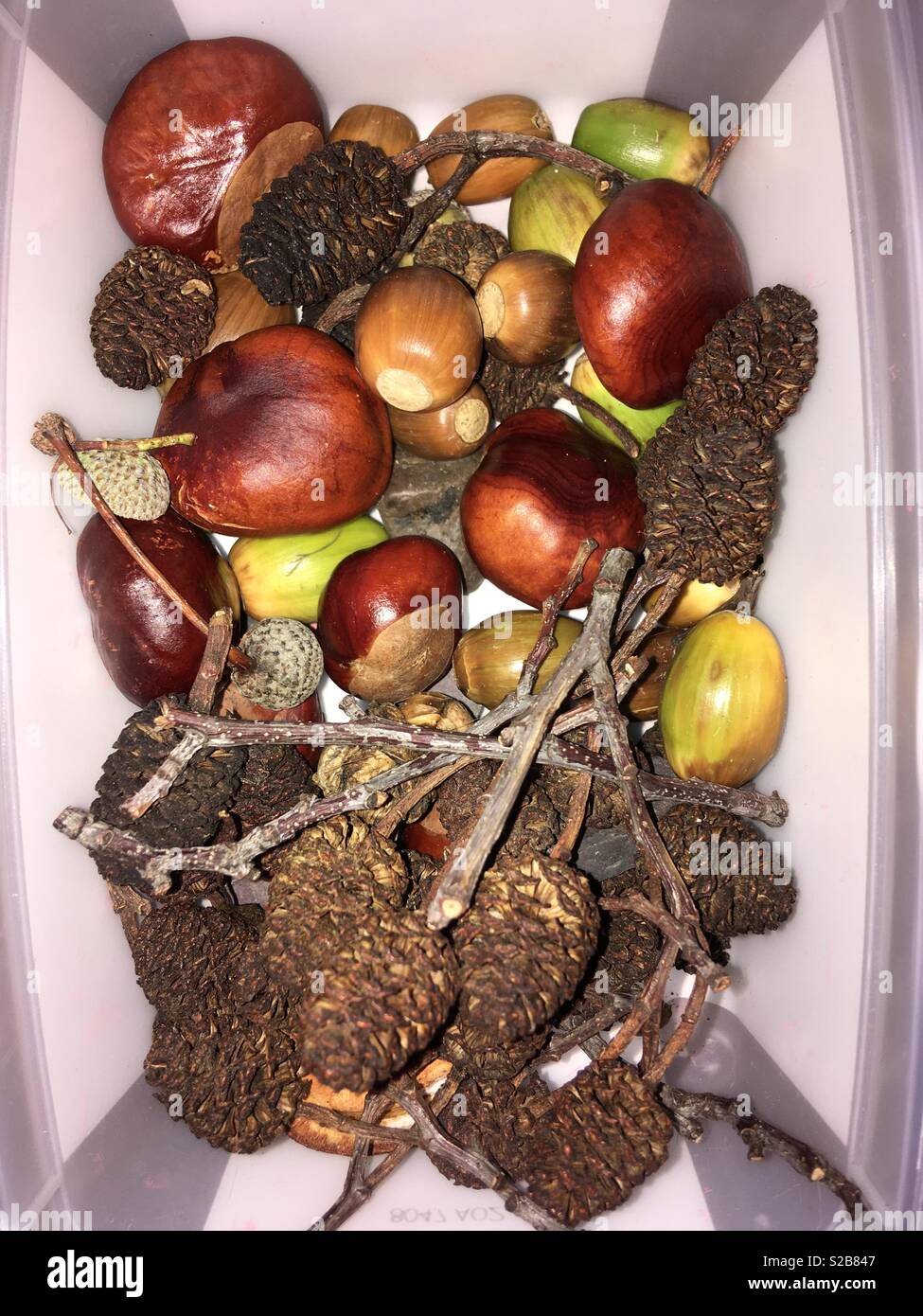 Conkers acorns collection hi-res stock photography and images - Alamy