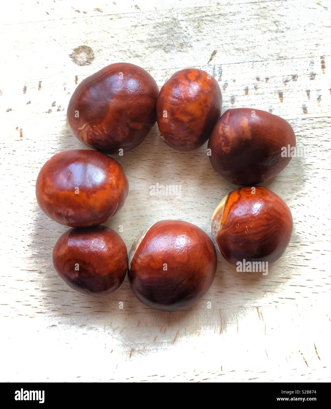 Shiny brown conkers hi-res stock photography and images - Alamy